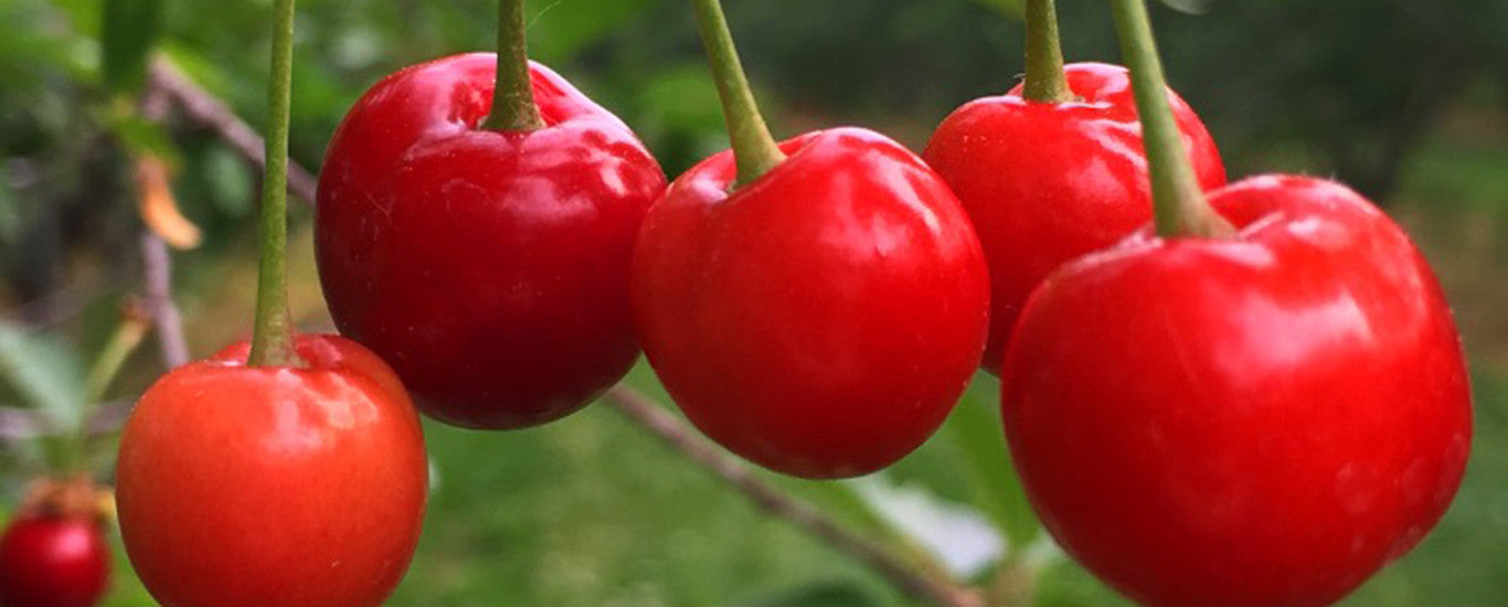 Tart Cherries Are Back – Red Jacket Orchards