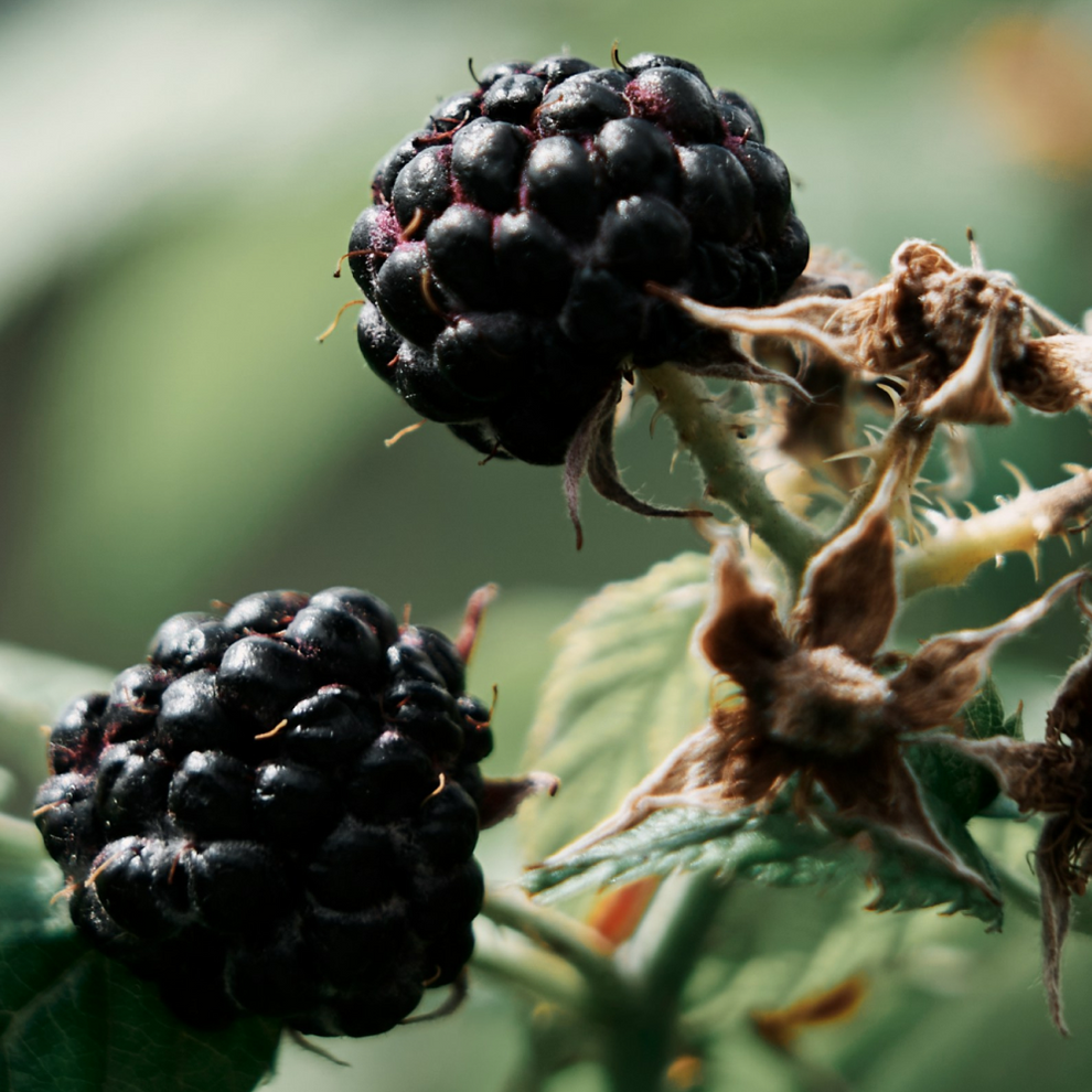 Create a 4-Pack (half-gallon bottles) – Red Jacket Orchards